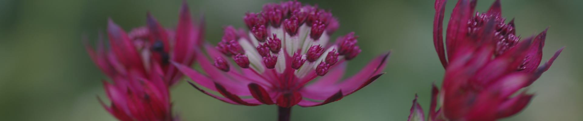 Astrantia Purple Happiness | Molter